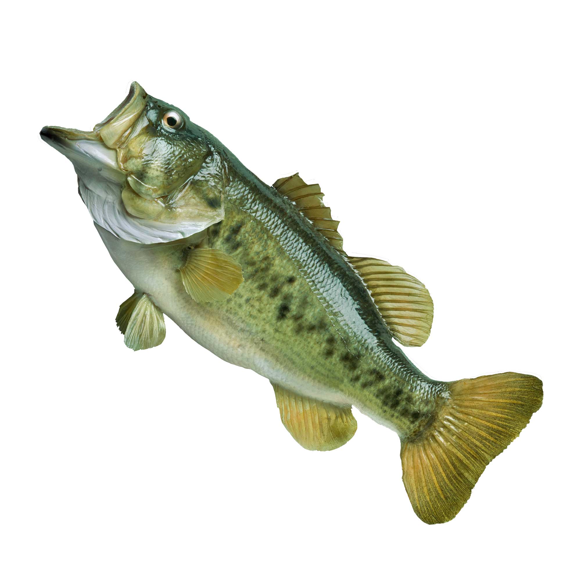 The Random Stuff – Nerdwax