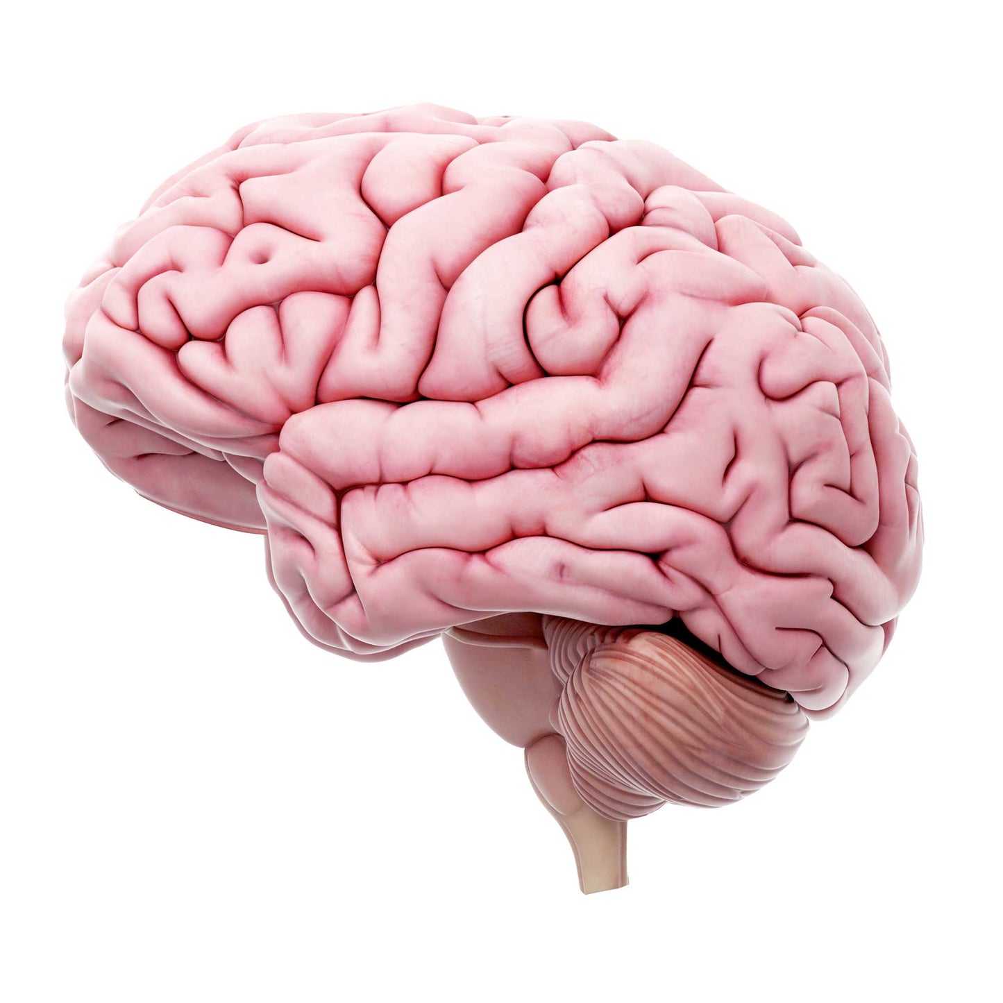 MICROFIBER CLOTH THAT LOOKS LIKE A BRAIN – Nerdwax