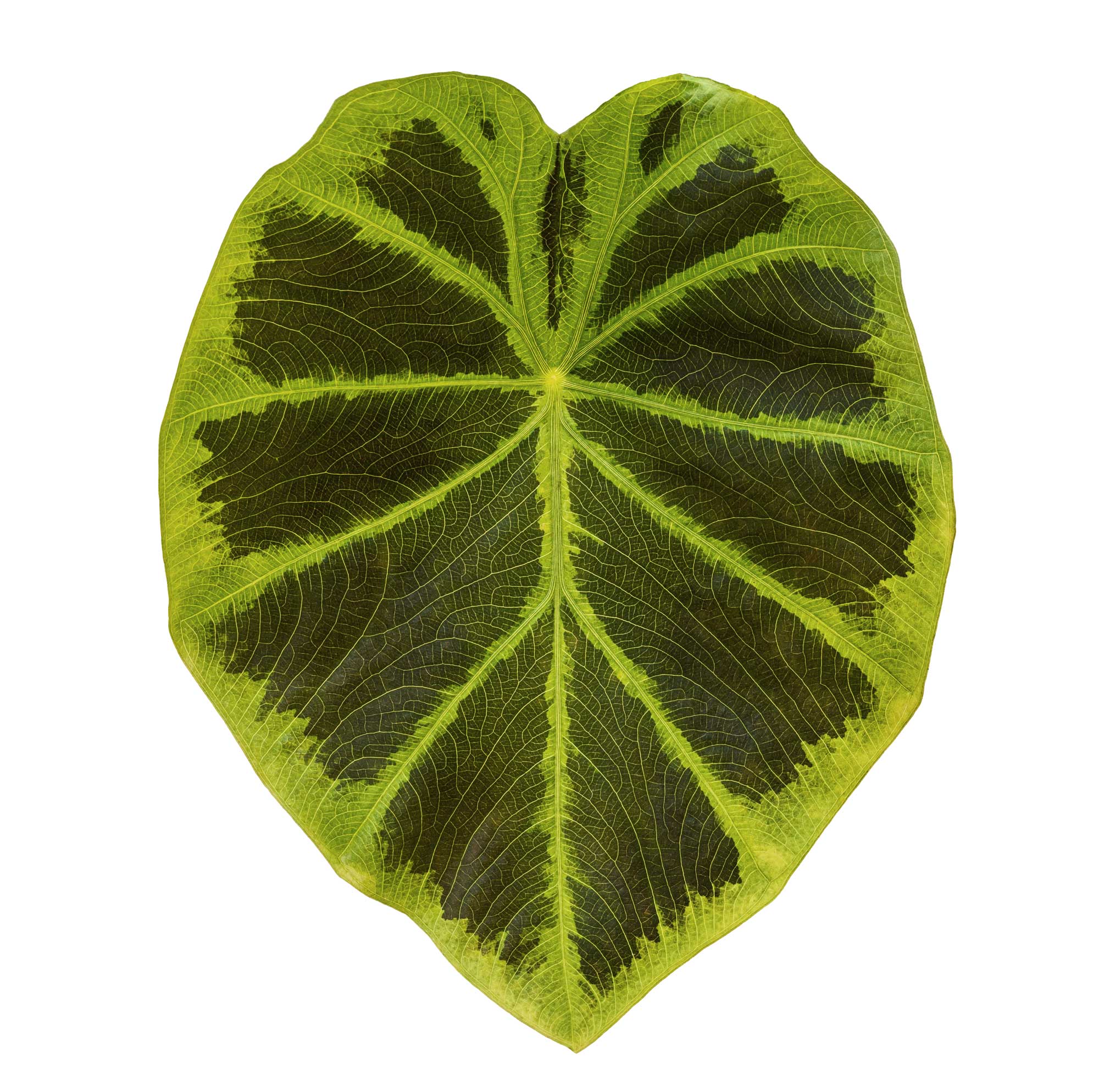 MICROFIBER CLOTH THAT LOOKS LIKE A COLOCASIA PLANT LEAF – Nerdwax
