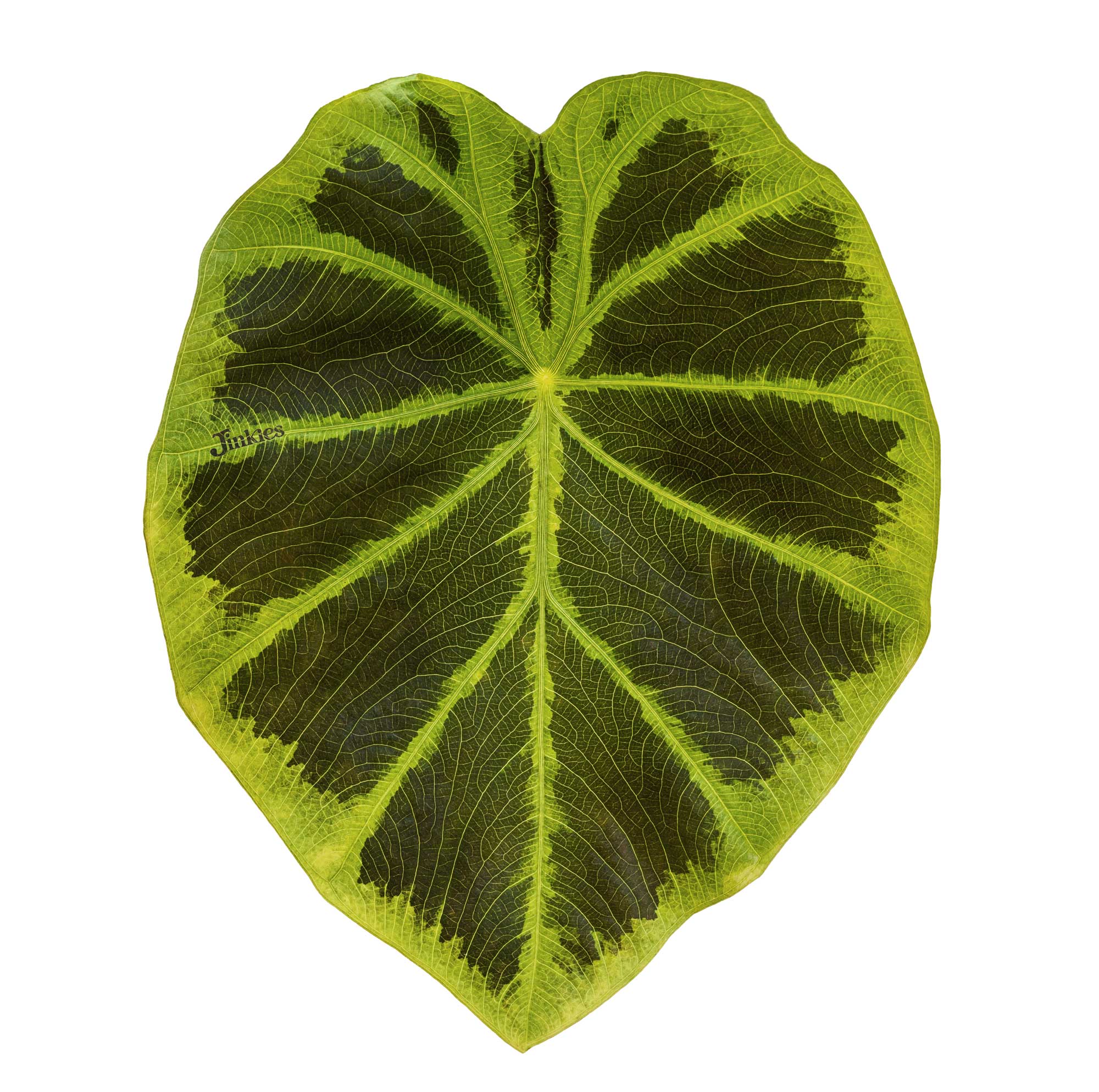 The Random Stuff – Nerdwax