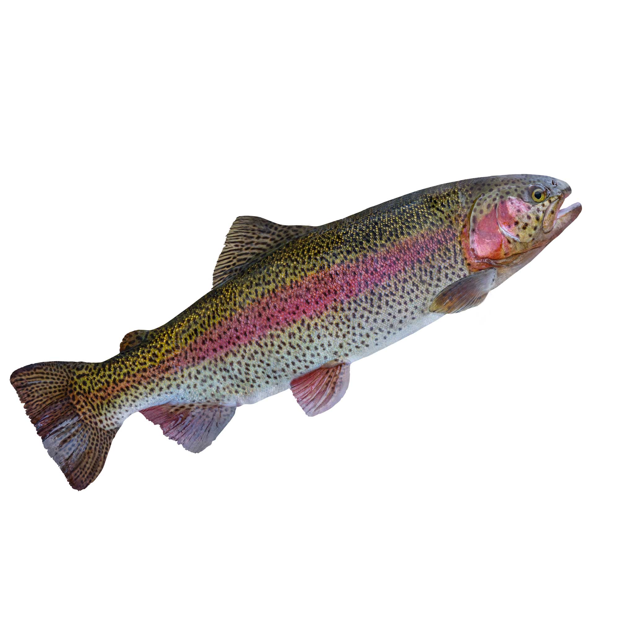 Microfiber Cloth That Looks Like A Rainbow Trout – Nerdwax